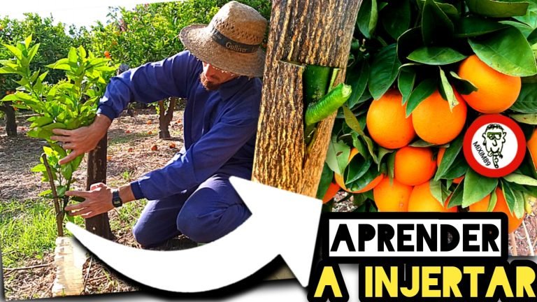 INJERTOS CíTRICOS 【5 Pasos】 (Injertar Naranjos y Limoneros)